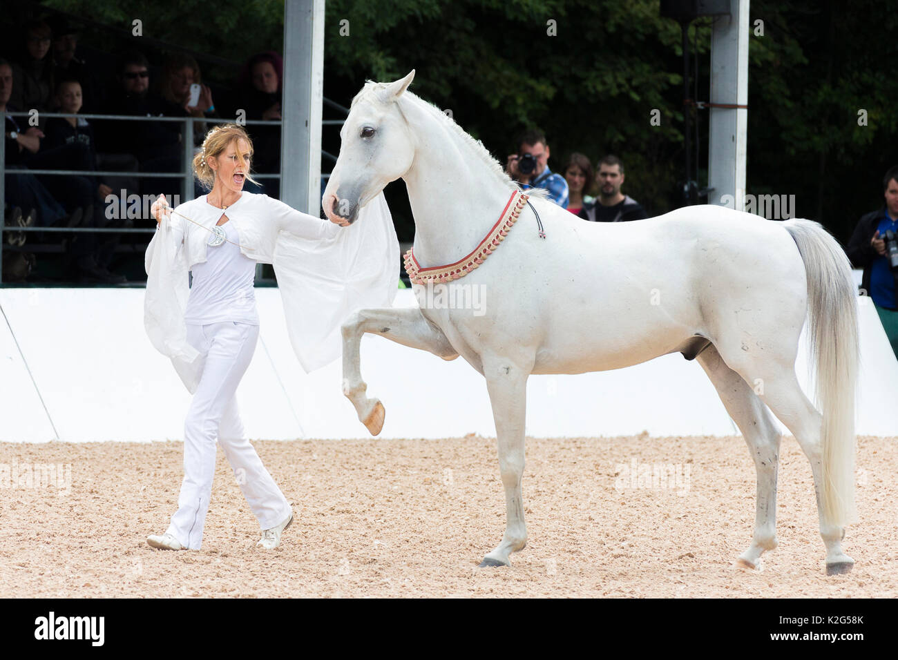 Horse Dressage Walk Stock
