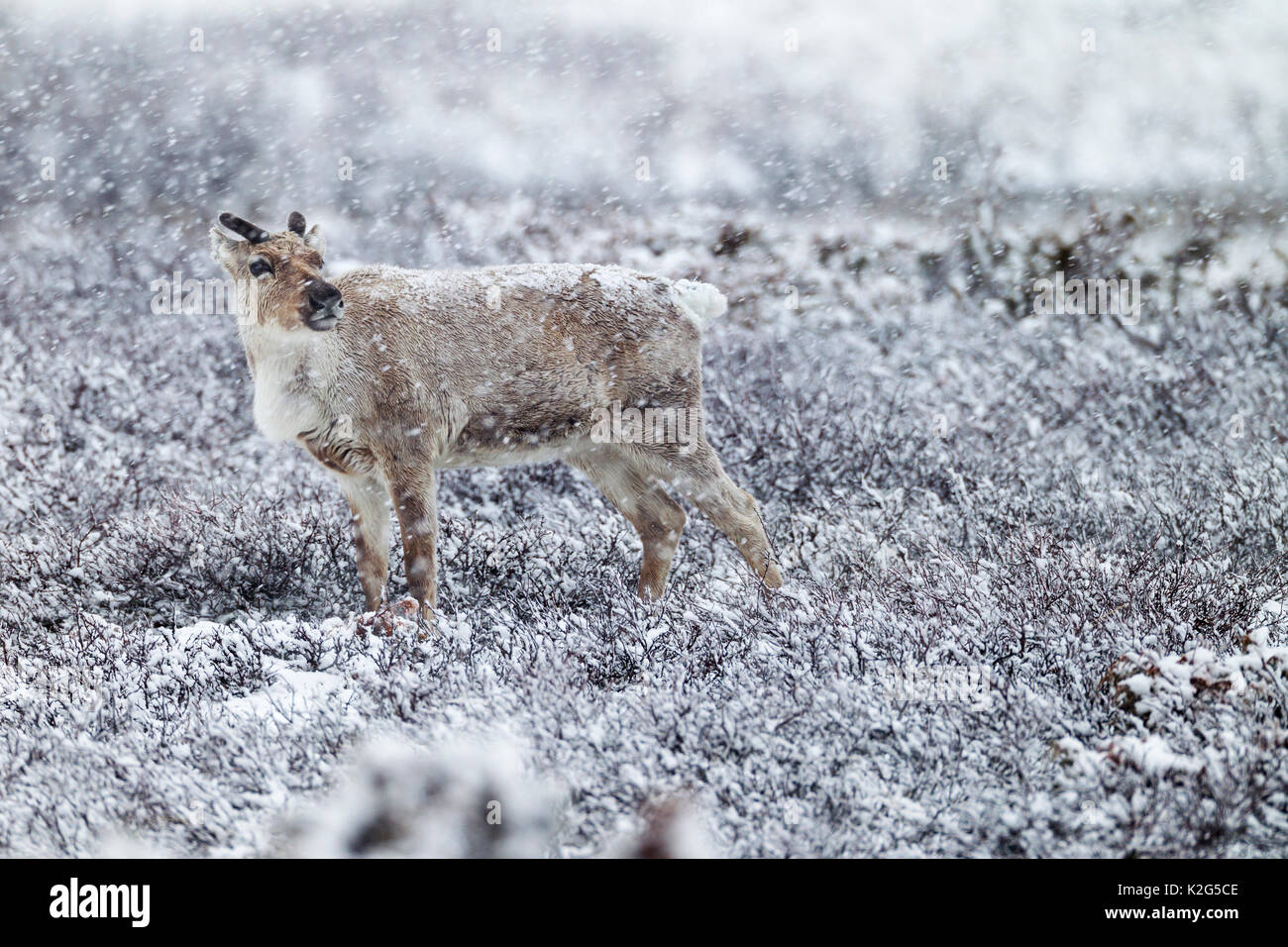 Reindeer (Rangifer tarandus) female, cow in blowing snow Stock Photo ...