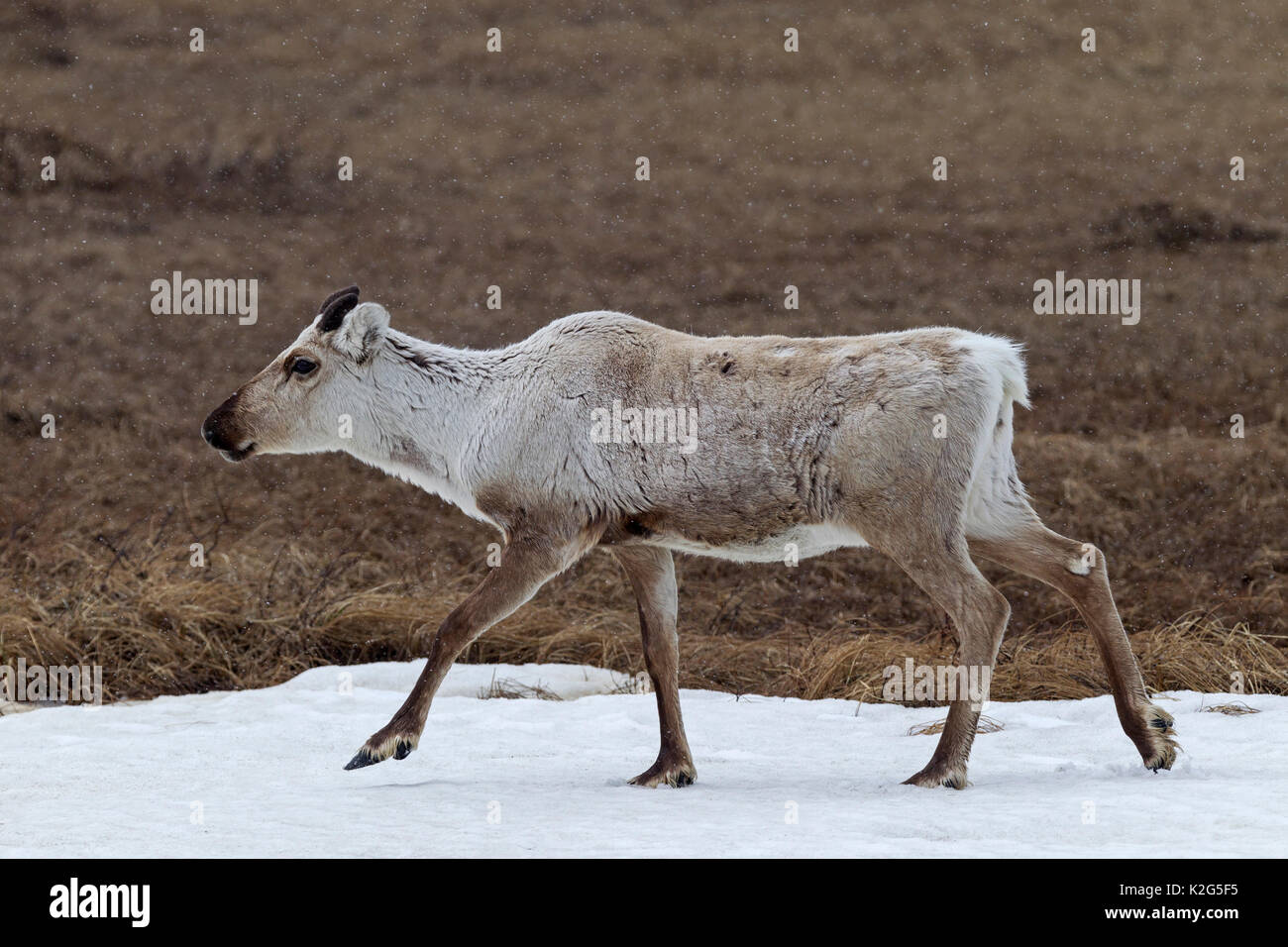 Reindeer (Rangifer tarandus) female, cow in snowdrift Stock Photo - Alamy