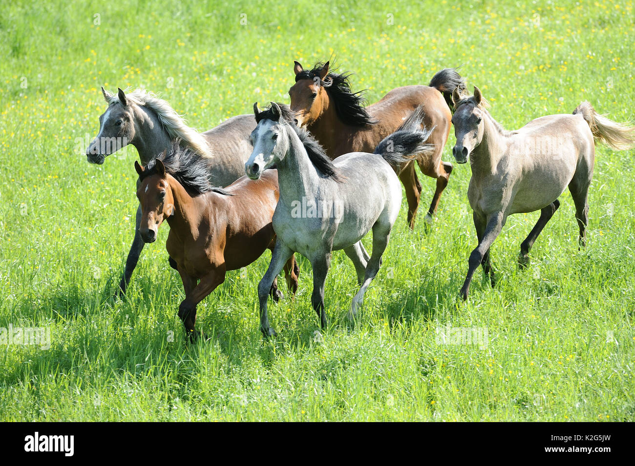 Purebred Arabian Horse. Herd of yearlings galloping on a green pasture ...