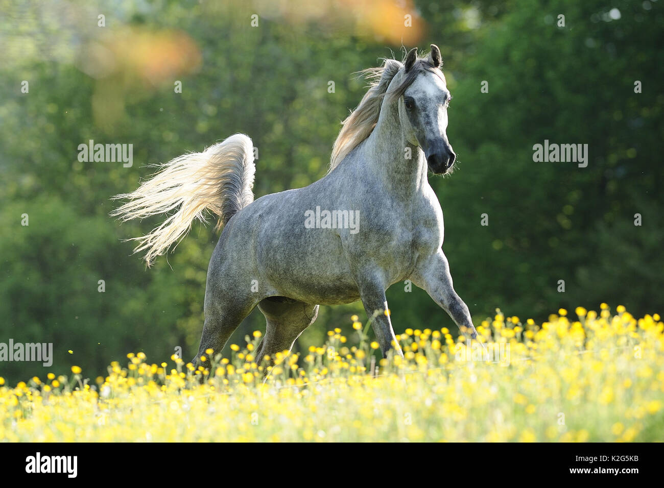 Dappled Gray Stallion High Resolution Stock Photography and Images - Alamy