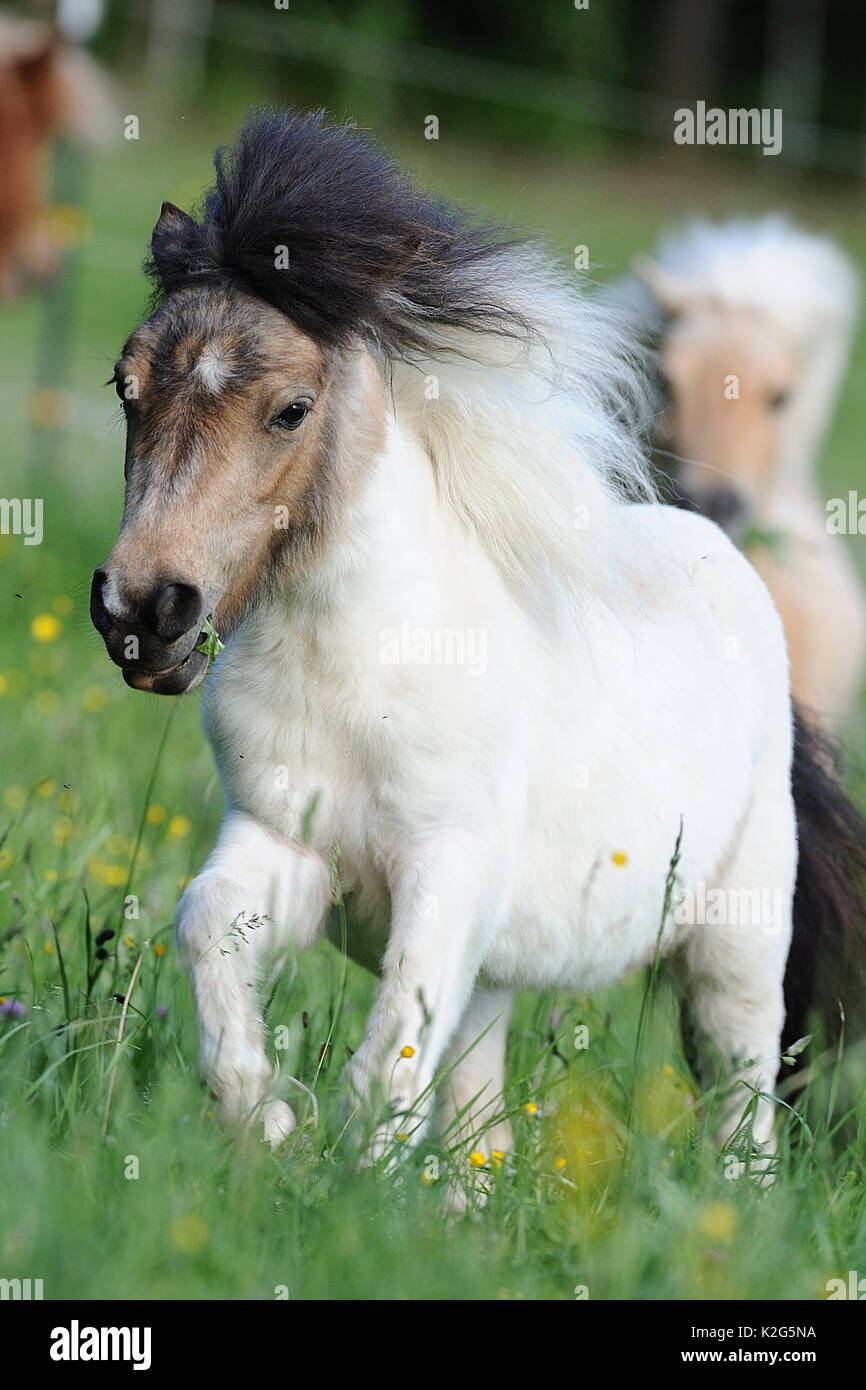 Germany gallop hi-res stock photography and images - Alamy