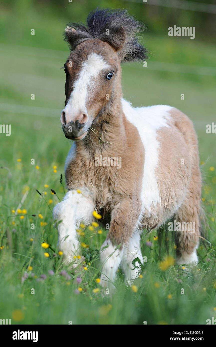 Pony horse foal gallop hi-res stock photography and images - Alamy