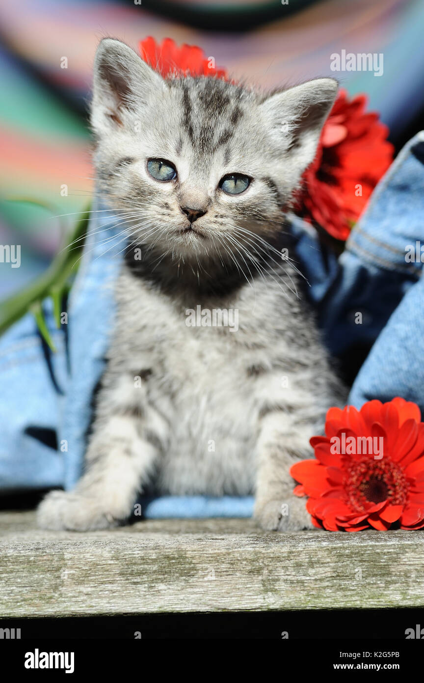 Domestic cat, European Shorthair. Kitten looking out from denim ...