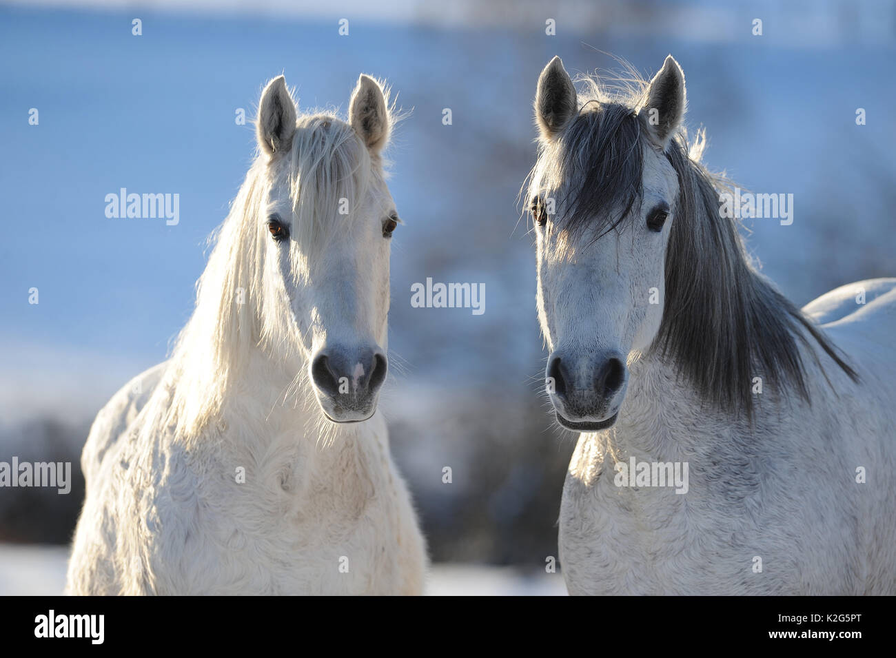 Connemara Pony. Pair of gray mares standing on a snowy pasture. Germany ...
