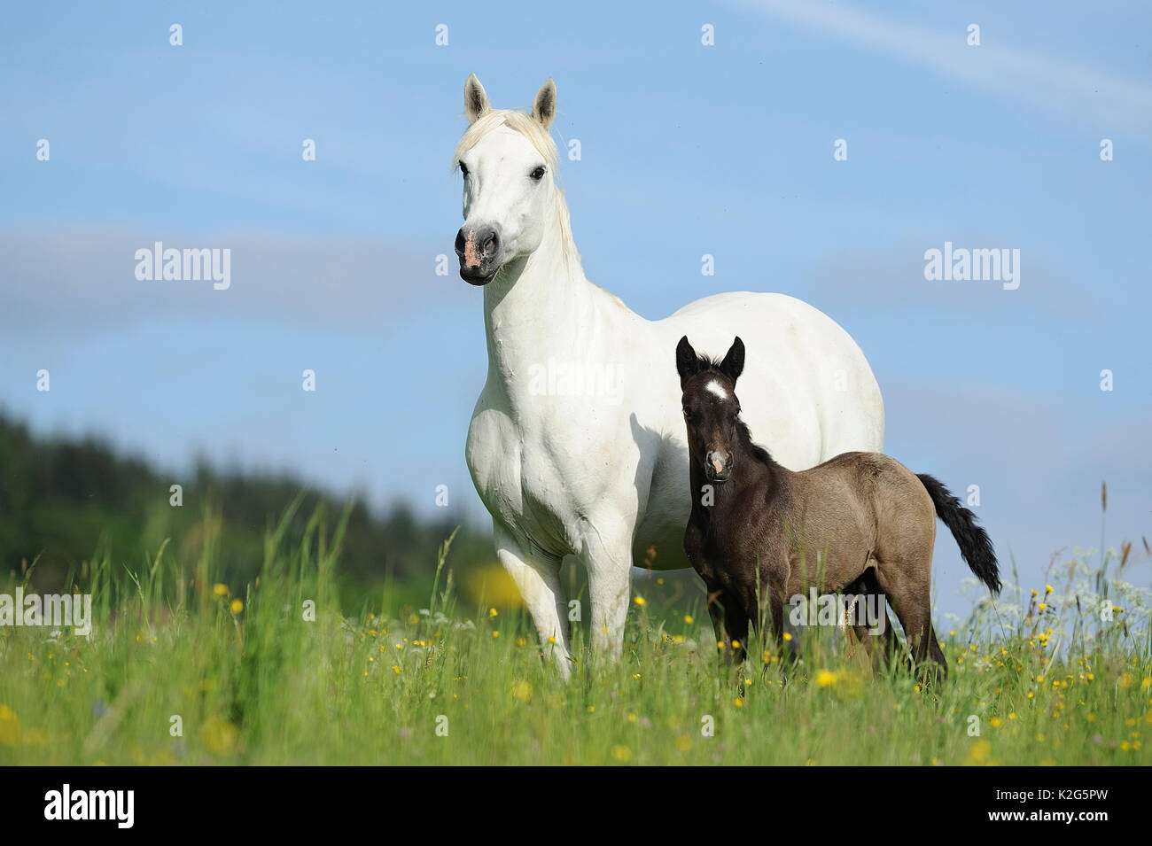 Connemara Pony. Grey mare with foal standing on a meadow Stock Photo ...