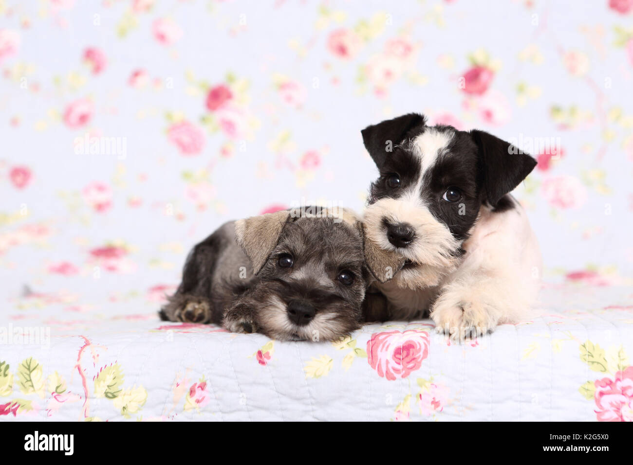 Parti-colored Miniature Schnauzer und black-silver Miniature Schnauzer ...