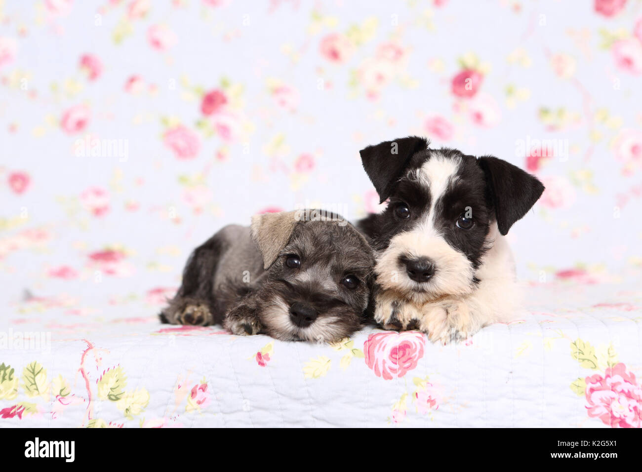 Parti-colored Miniature Schnauzer und black-silver Miniature Schnauzer ...