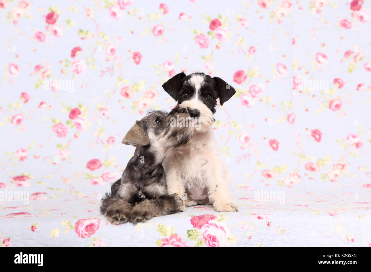 Parti-colored Miniature Schnauzer und black-silver Miniature Schnauzer ...