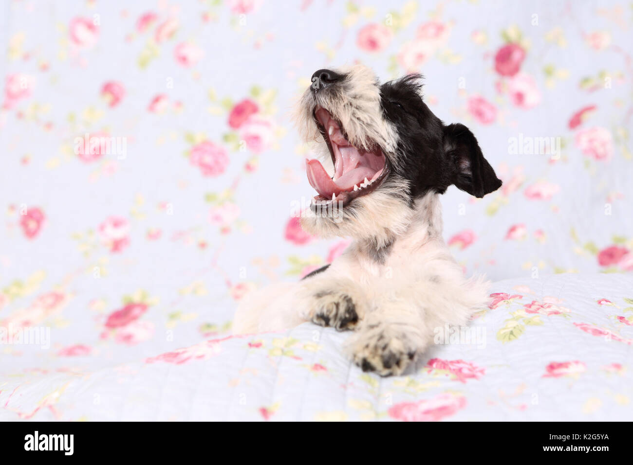 Parti-colored Miniature Schnauzer. Puppy lying on a blanket with with ...