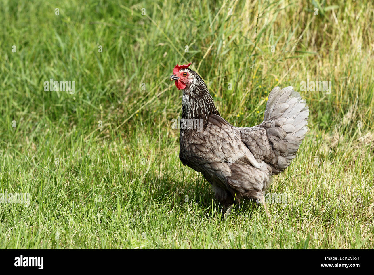 Domestic Chicken, Koenigsberger chicken. Hen standing in grass. Germany ...