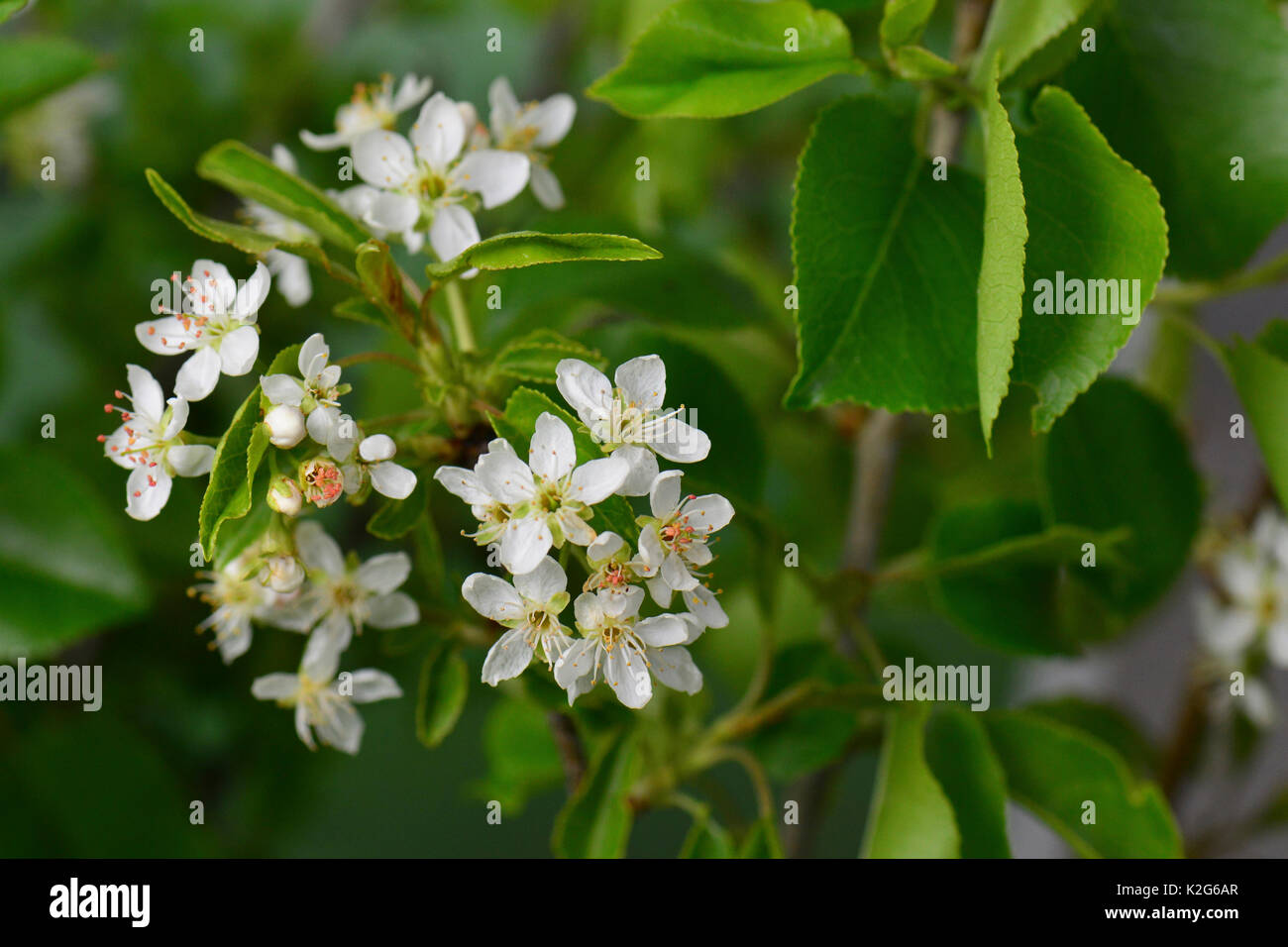 Mahaleb cherry prunus mahaleb hi-res stock photography and images - Alamy