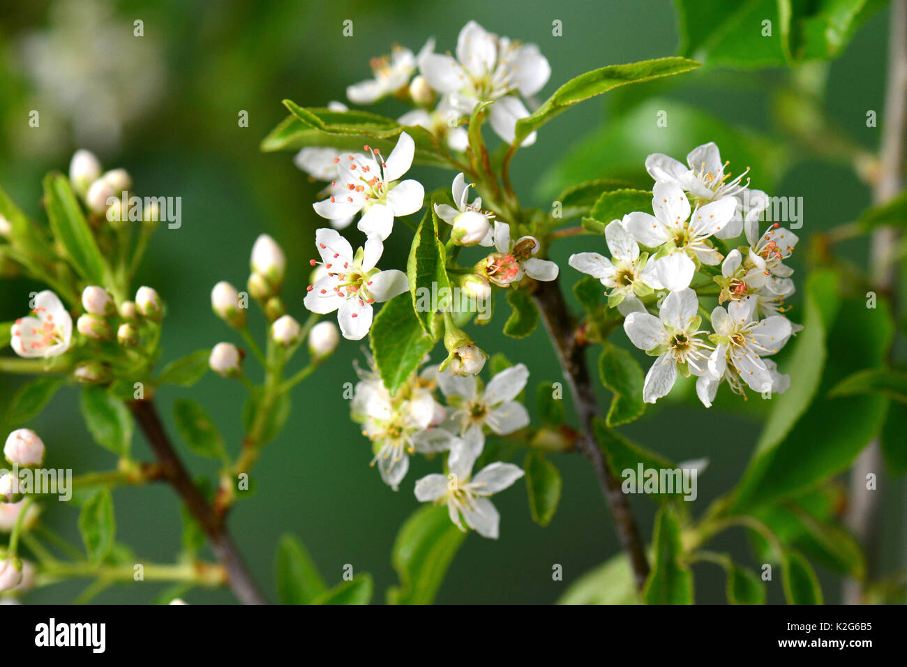 Mahaleb Cherry, St. Lucie Cherry (Prunus mahaleb), flowering twig Stock ...
