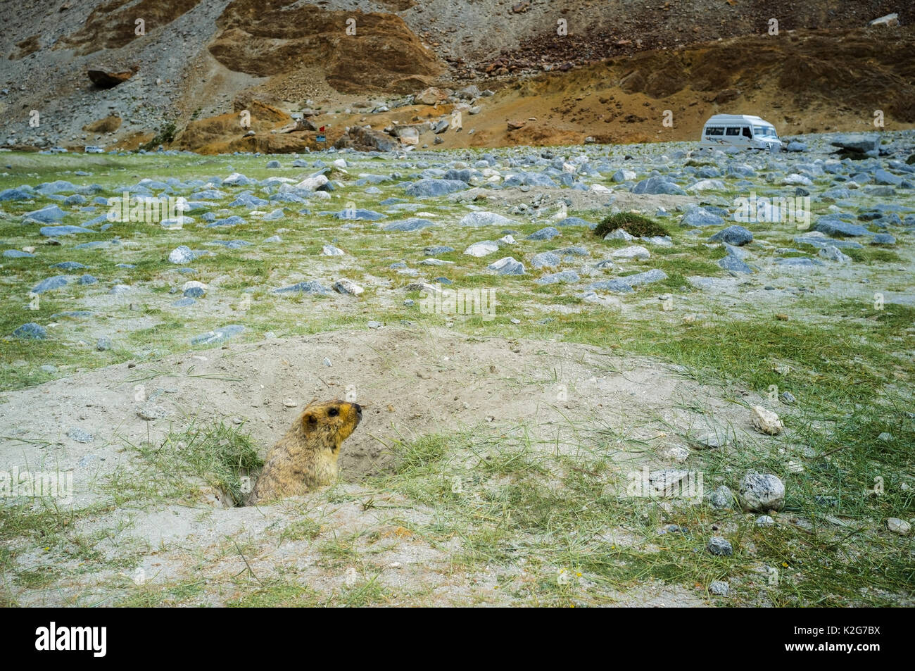 Himalayan marmot with natural landscape in Leh Ladakh, Jammu and ...