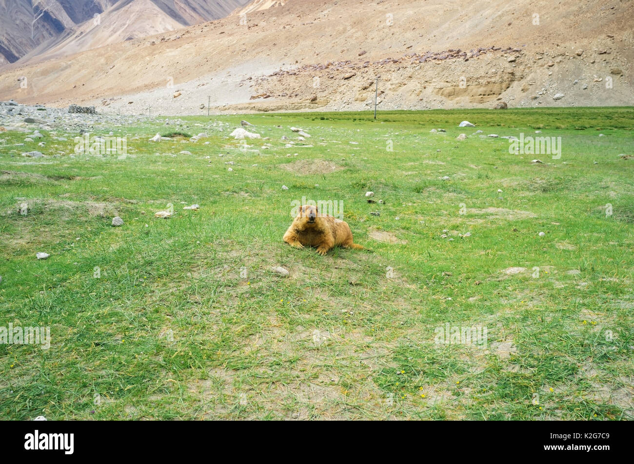 Himalayan marmot natural landscape hi-res stock photography and images ...