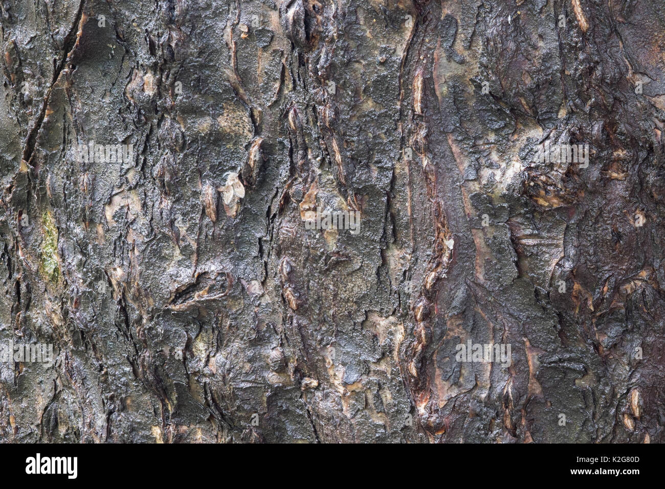 Tree bark moist after rain Stock Photo - Alamy