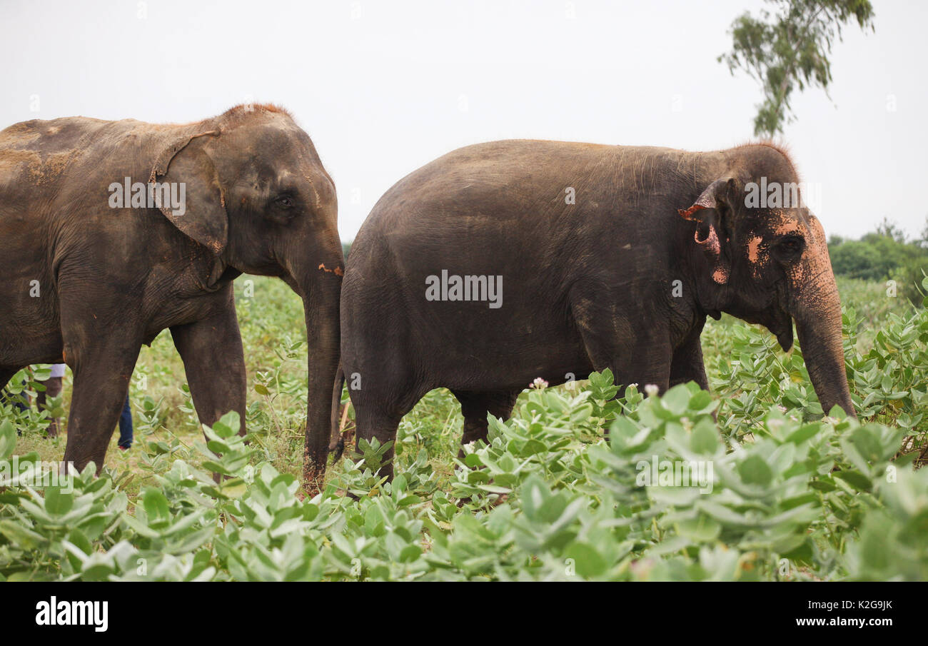 Rescue Asian elephants at elephant sanctuary Stock Photo - Alamy