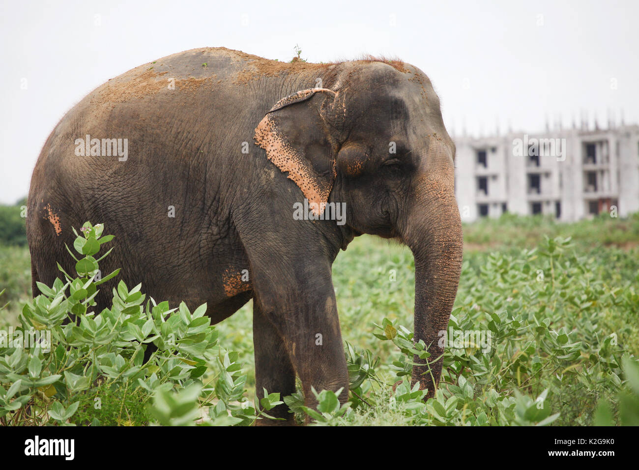 Retired elephants hi-res stock photography and images - Alamy