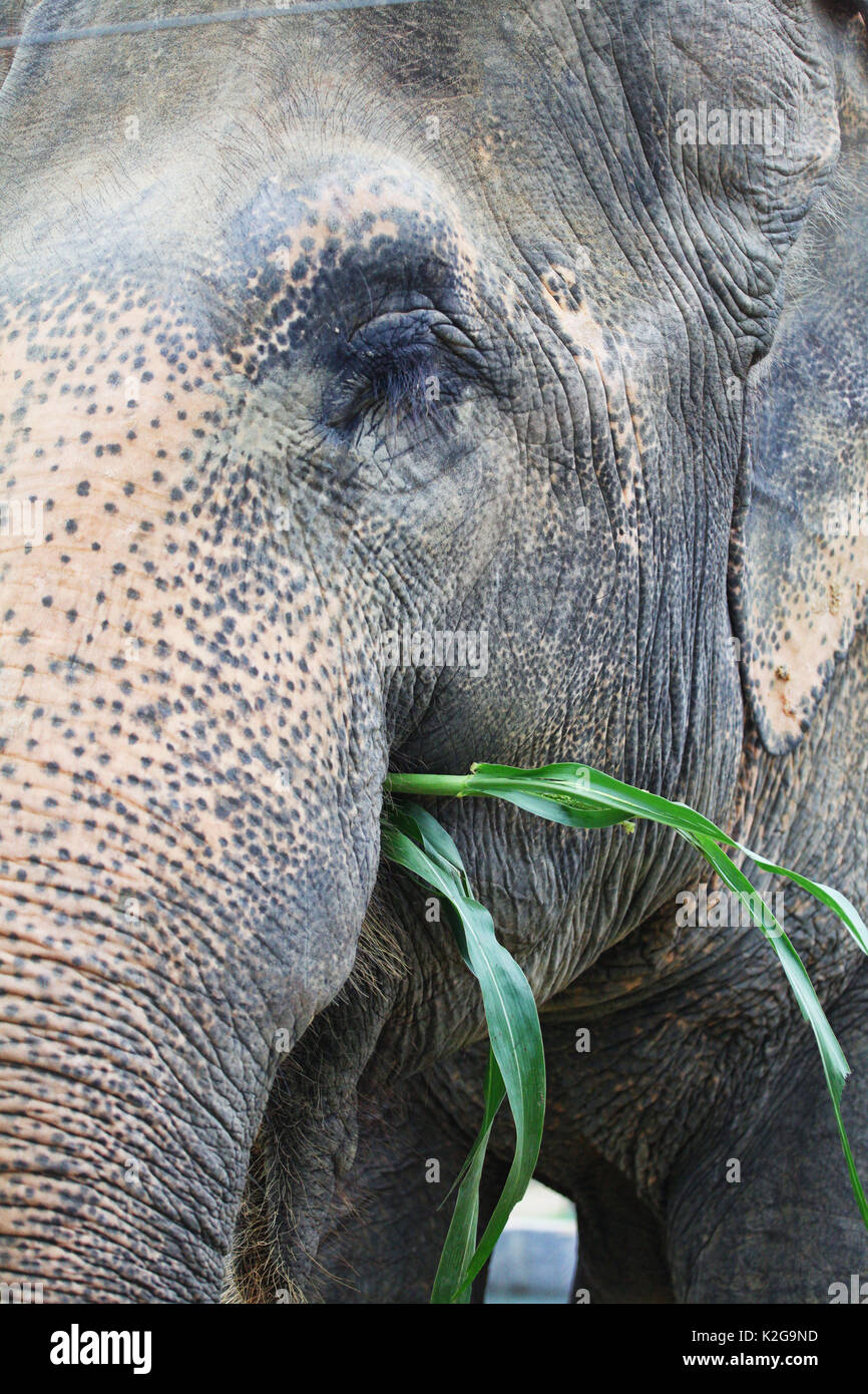 Rescue Asian elephants at elephant sanctuary Stock Photo - Alamy