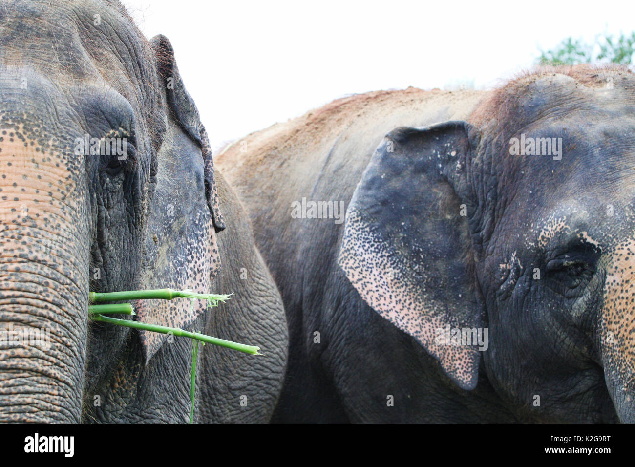 Rescue Asian elephants at elephant sanctuary Stock Photo - Alamy