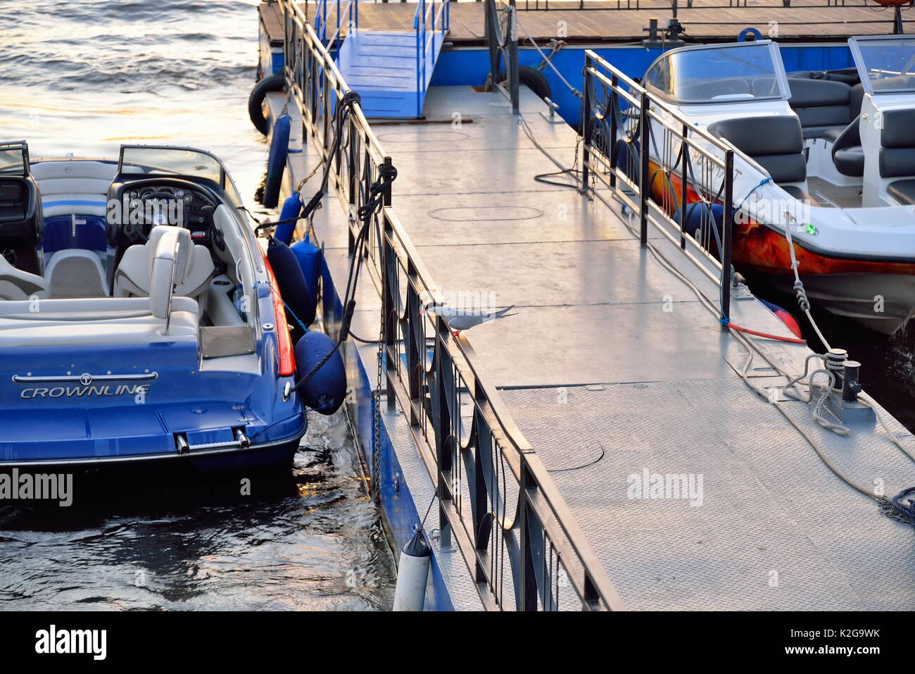 ST.PETERSBURG, RUSSIA - JUNY 16, 2017: The bird on the railing of the ...