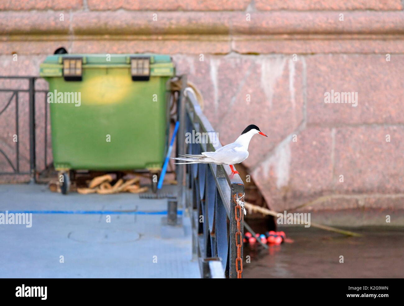 The bird on the railing of the pier at sunset Stock Photo - Alamy
