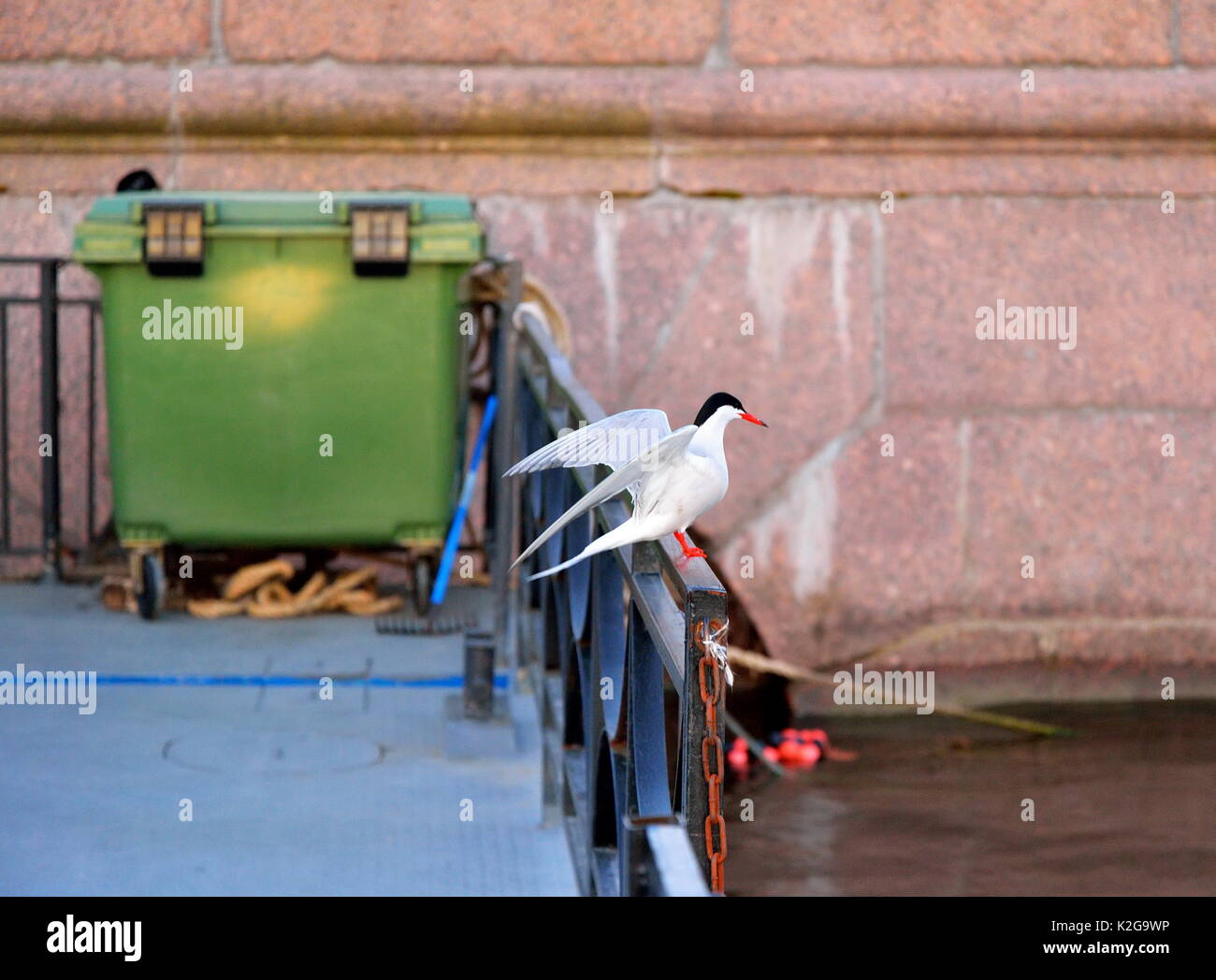 The bird on the railing of the pier at sunset Stock Photo - Alamy