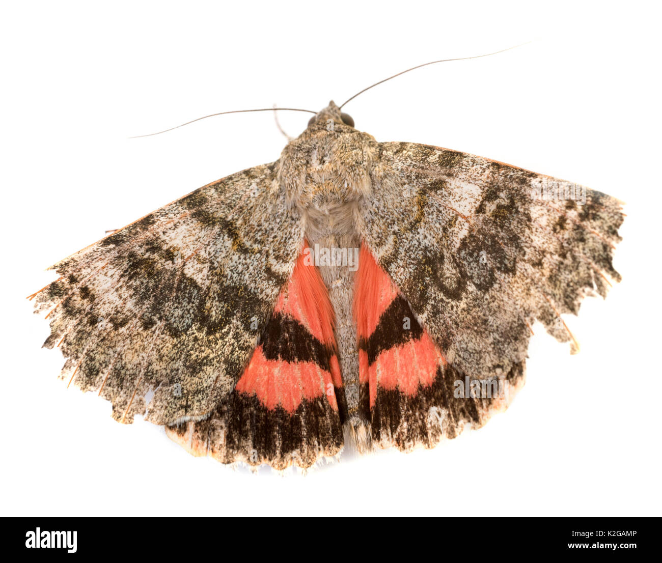 Red underwing butterfly in front of white background Stock Photo - Alamy