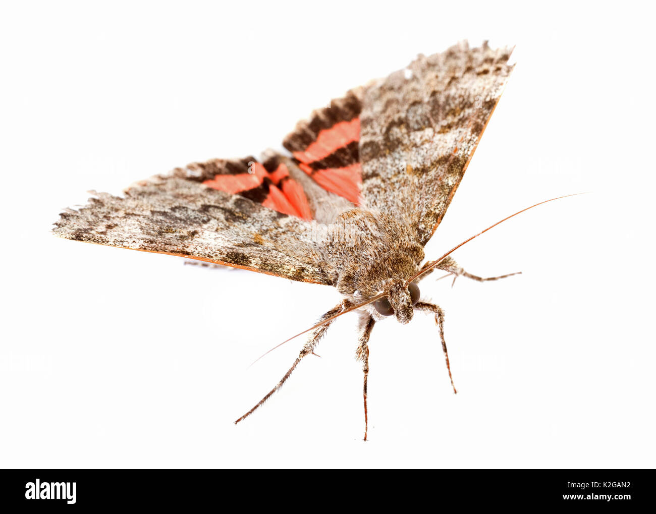 Red underwing butterfly in front of white background Stock Photo - Alamy