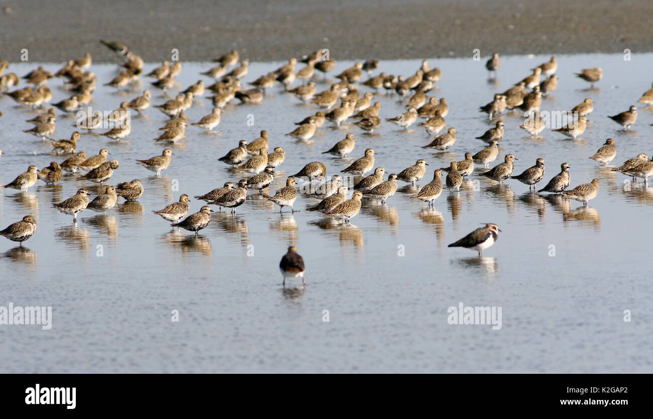 Golden Plovers In Flight High Resolution Stock Photography and Images ...