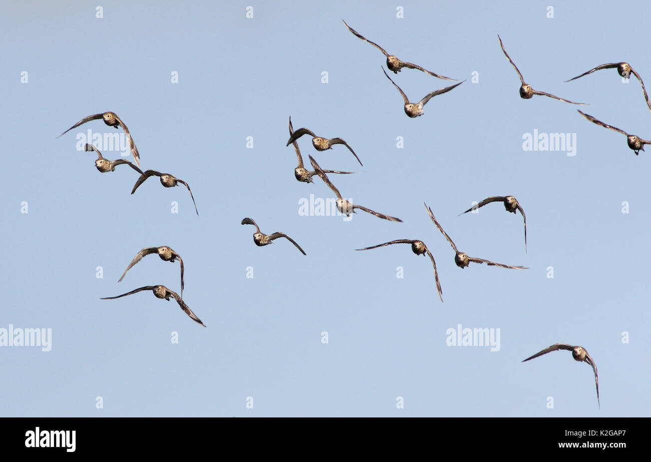 Golden plover group in flight hi-res stock photography and images - Alamy