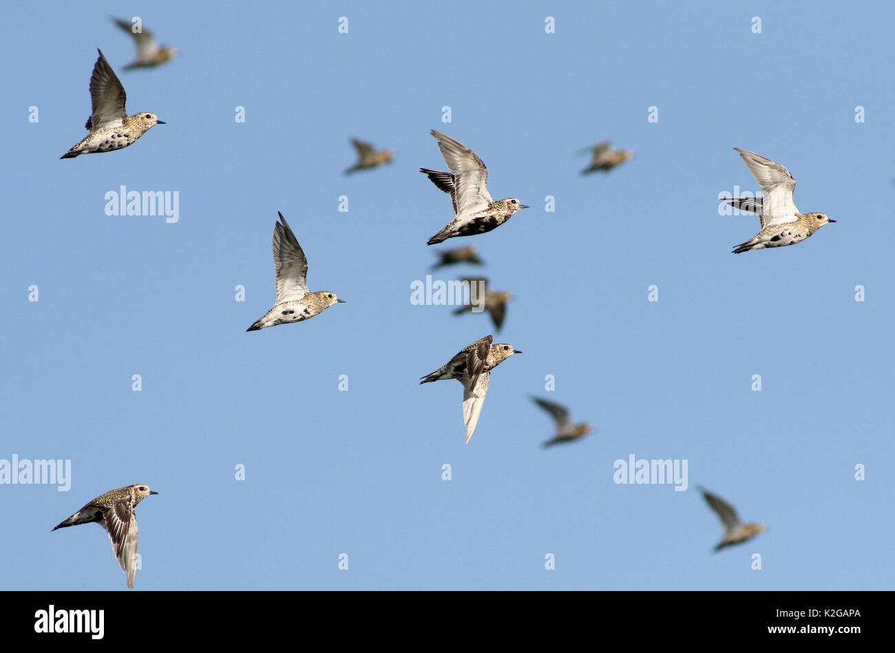 Small flock of European Golden plovers (Pluvialis apricaria) in flight ...