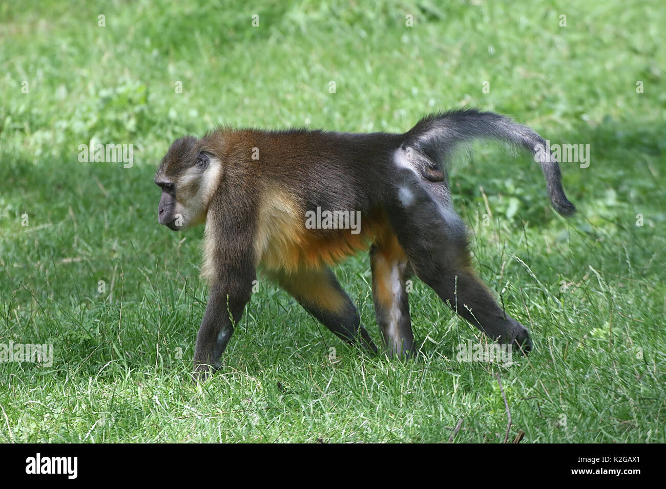 Central African Golden bellied mangabey (Cercocebus chrysogaster ...