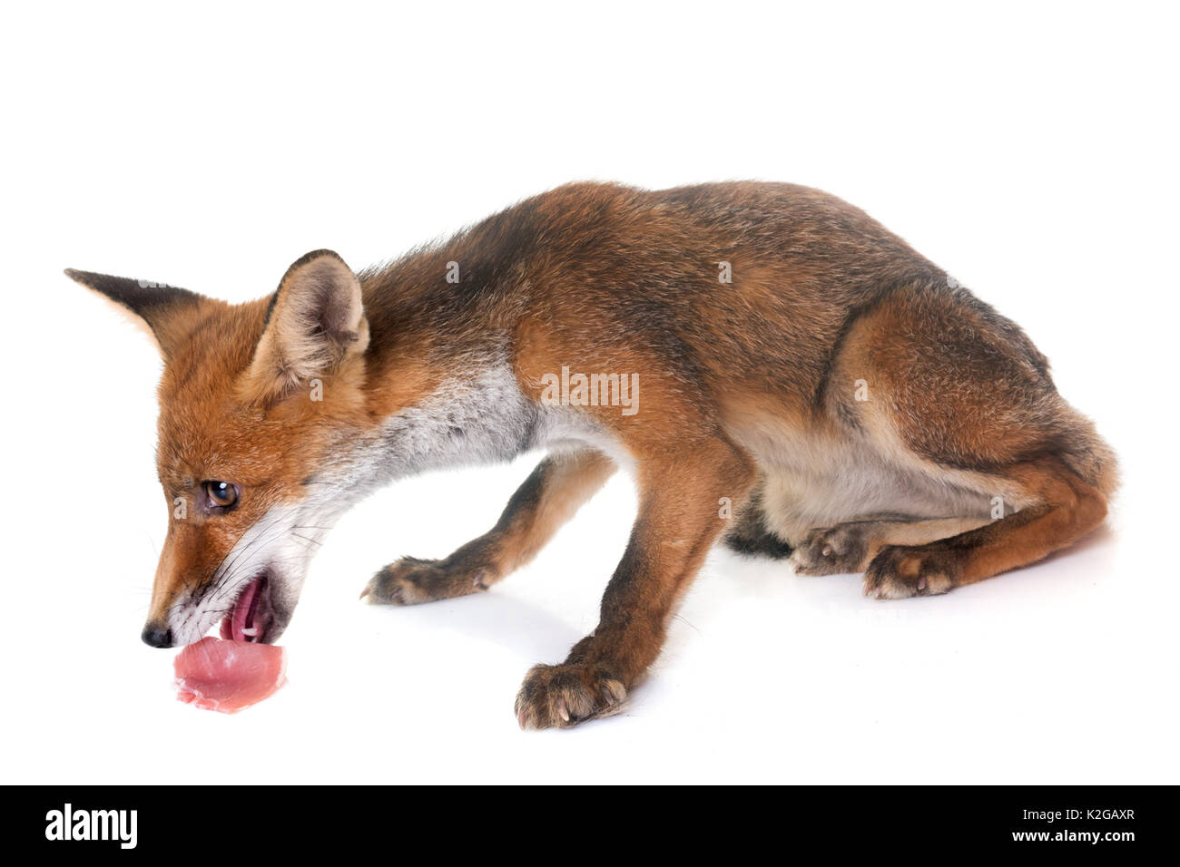 red fox in front of white background Stock Photo - Alamy