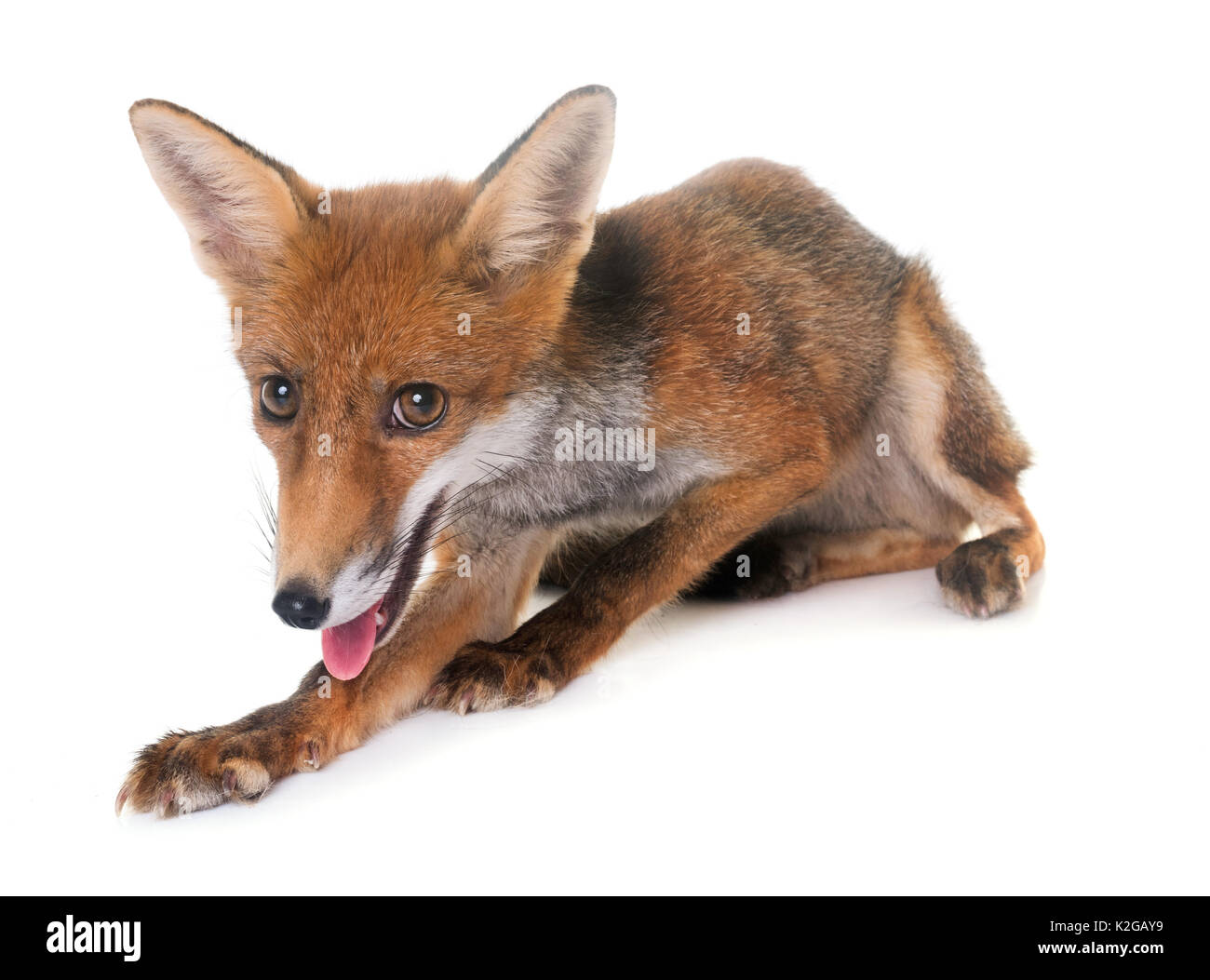 Red fox mammal Cut Out Stock Images & Pictures - Alamy