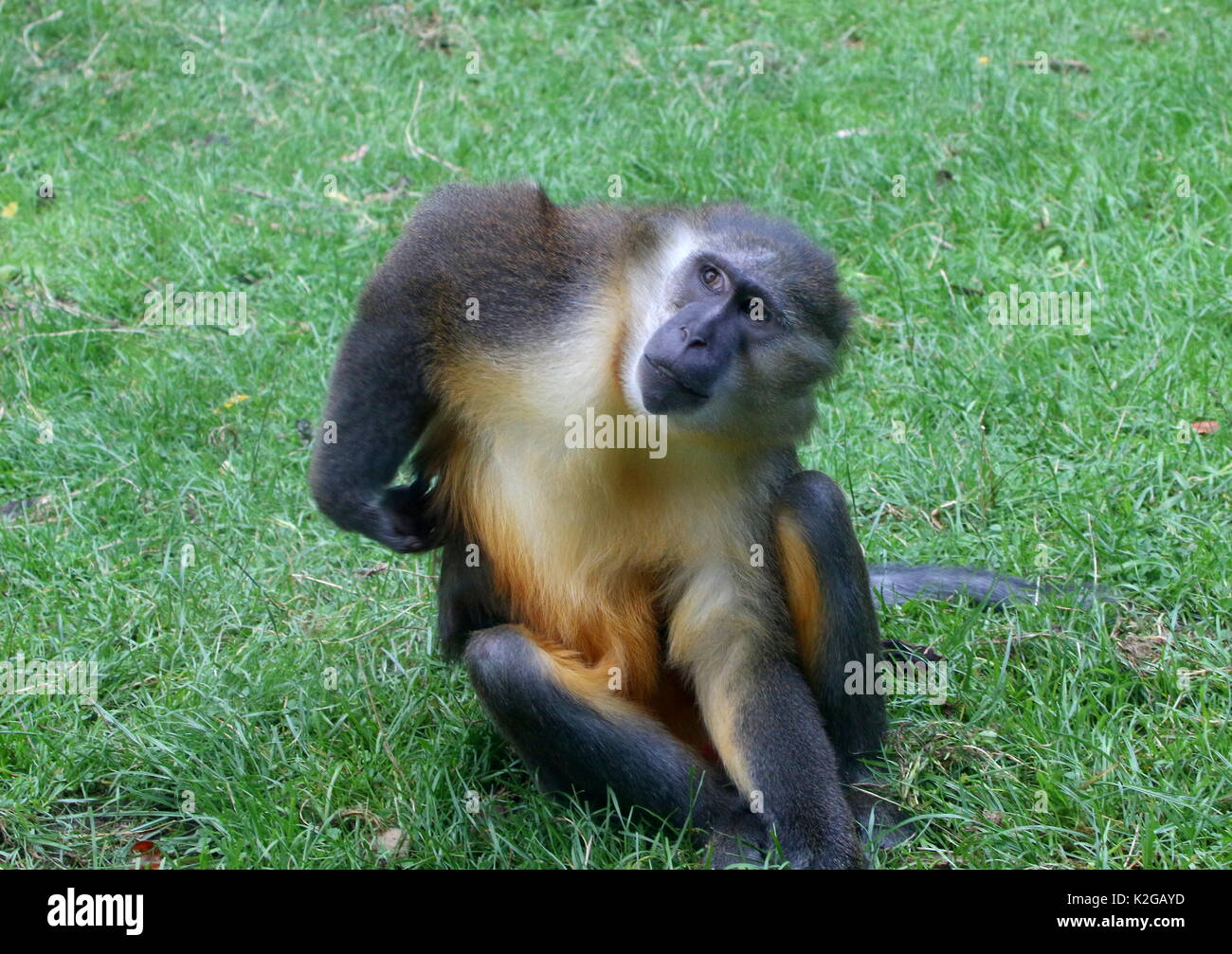 Monkey scratching head hi-res stock photography and images - Alamy
