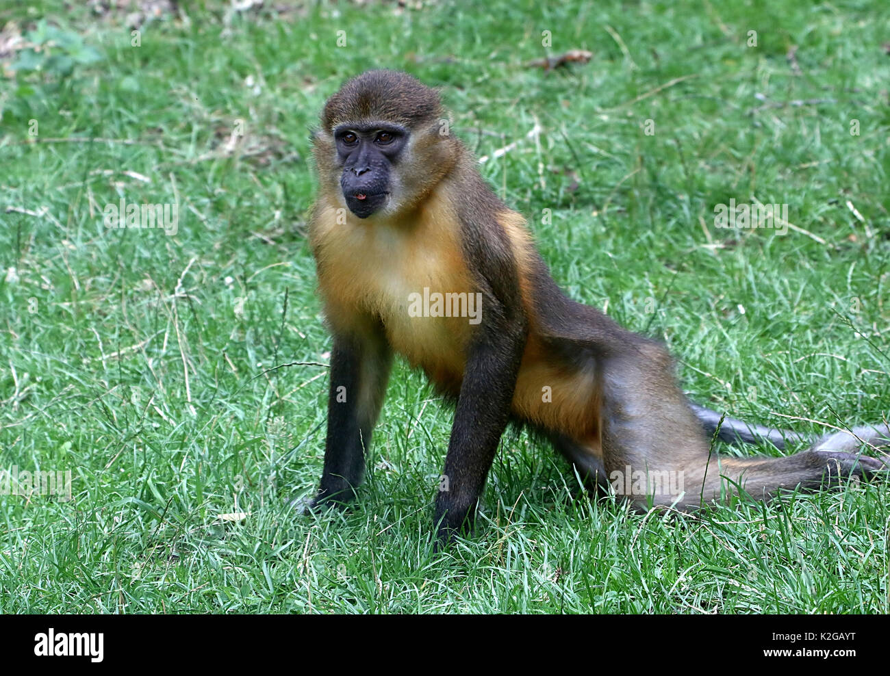 Recling juvenile Central African Golden bellied mangabey (Cercocebus ...