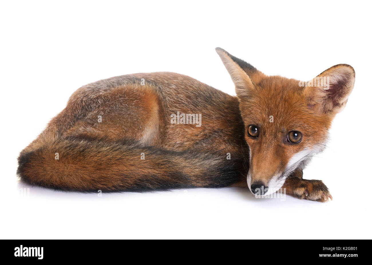 red fox in front of white background Stock Photo - Alamy