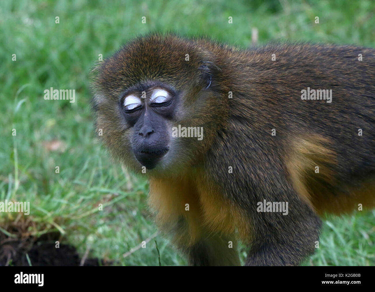 Female African Golden bellied mangabey (Cercocebus chrysogaster) with ...