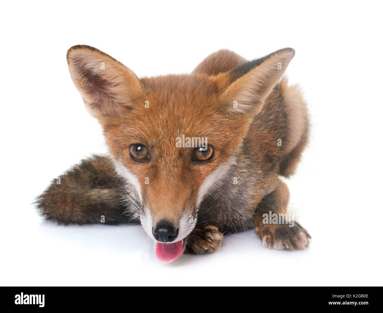 Red fox mammal Cut Out Stock Images & Pictures - Alamy