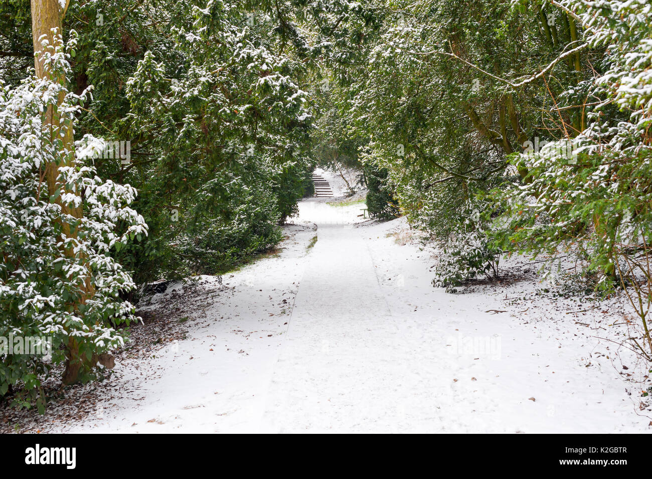 Pathway under the snow in the forest Stock Photo - Alamy