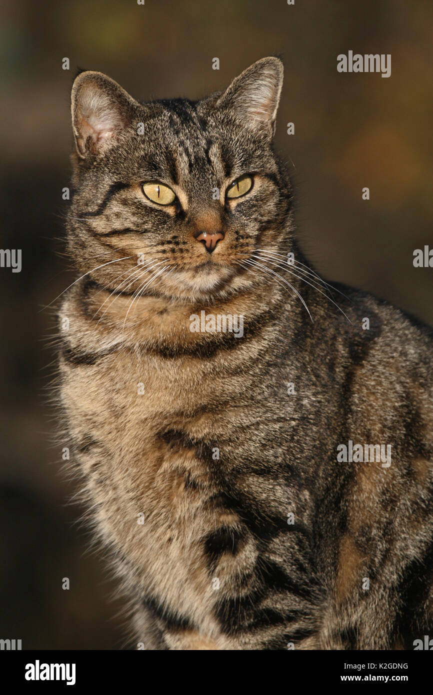 Tabbyeurope hi-res stock photography and images - Alamy