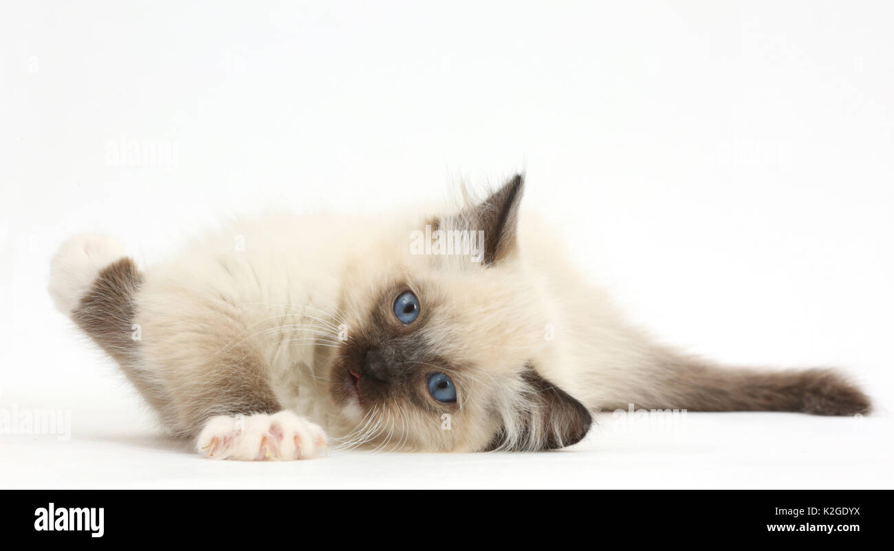 Ragdoll kitten, 10 weeks, lying on her side Stock Photo - Alamy