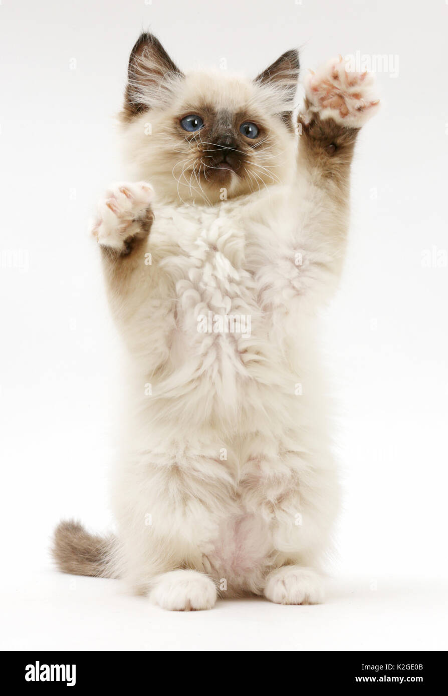 Ragdoll kitten, 10 weeks, reaching up in a playful manner Stock Photo ...