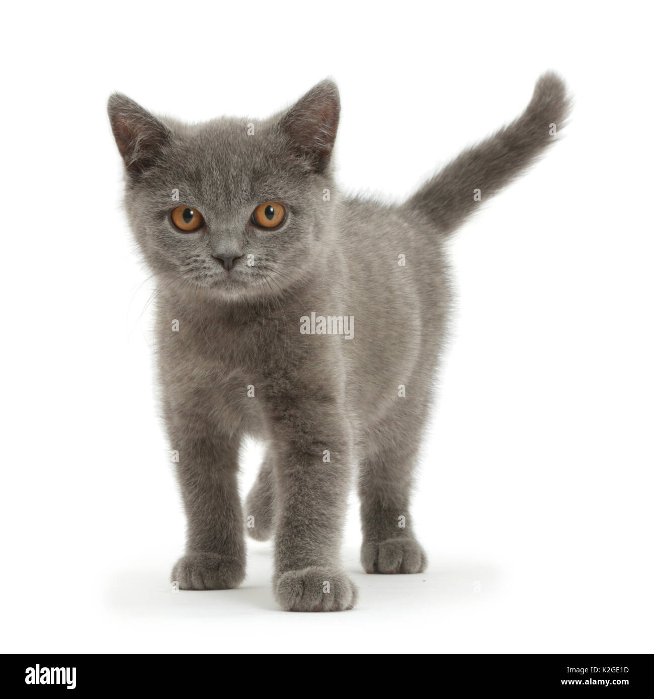 Blue white british shorthair Cut Out Stock Images & Pictures - Alamy