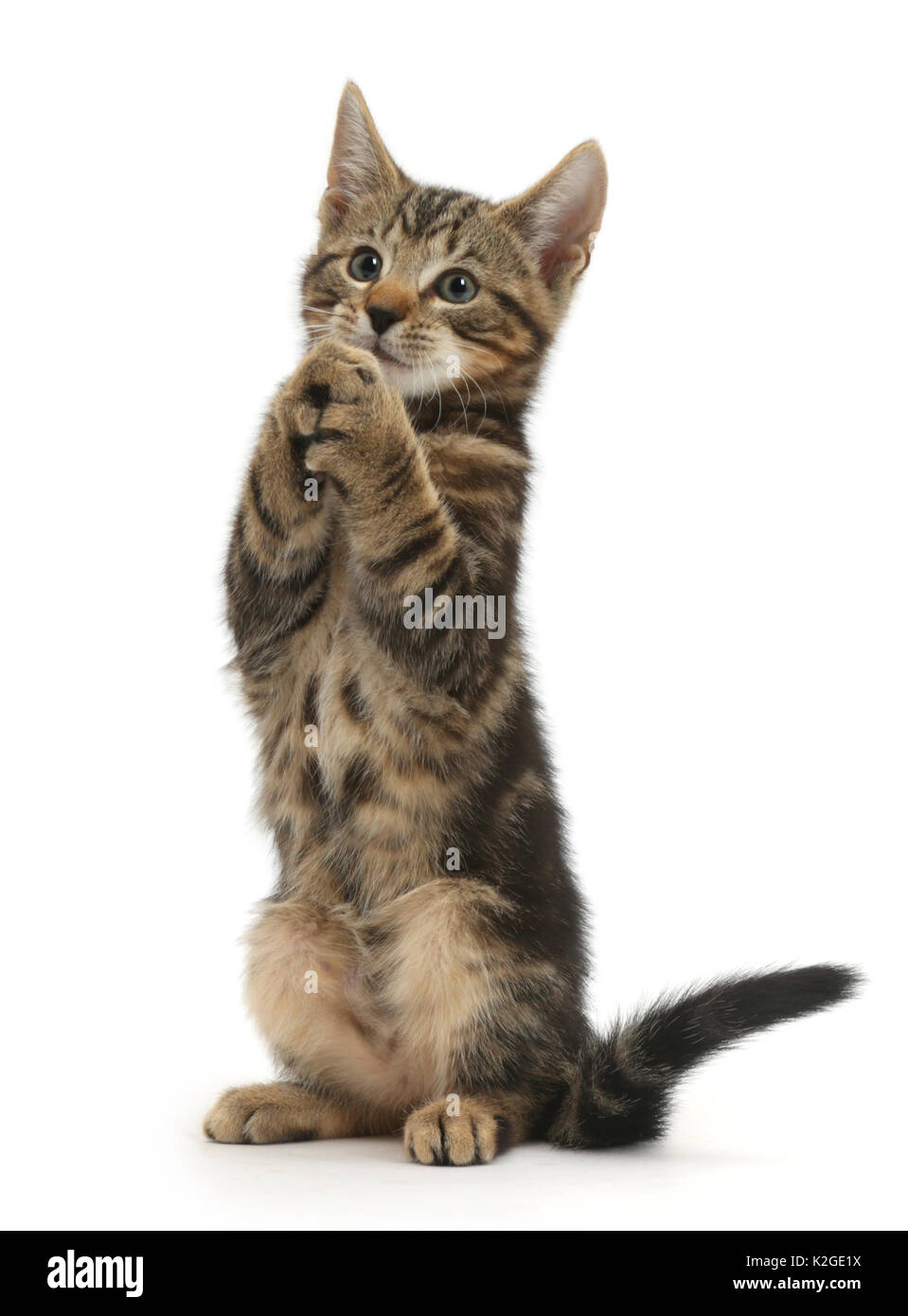 10 legs Cut Out Stock Images & Pictures - Alamy