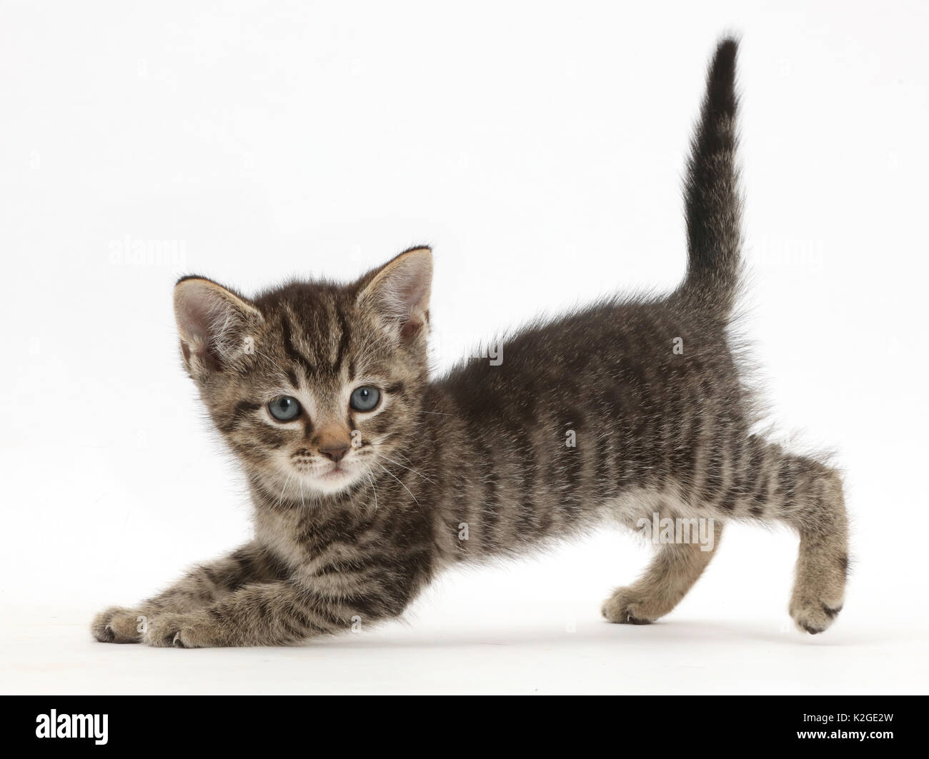 In play bow posture hi-res stock photography and images - Alamy