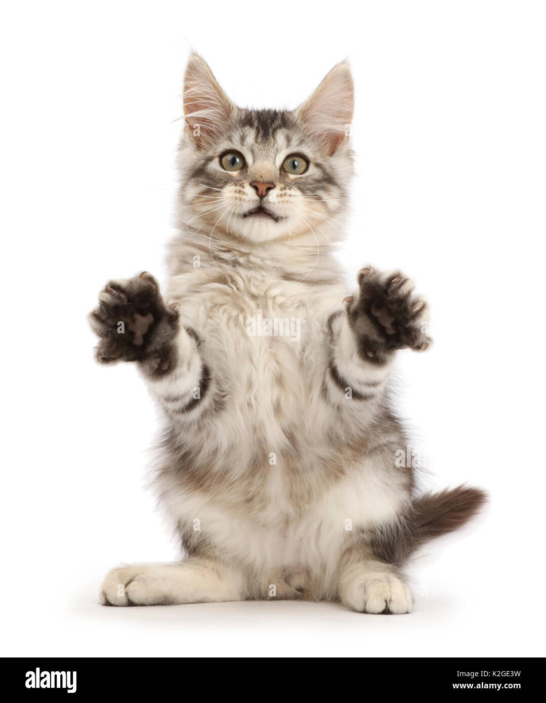 Domestic cat paws outstretched hi-res stock photography and images - Alamy