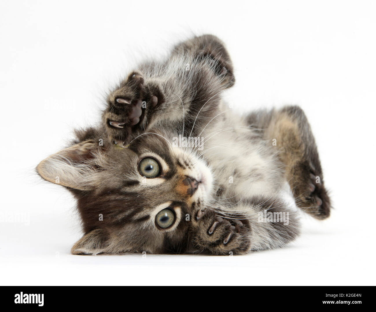 Cat laying on back hi-res stock photography and images - Alamy