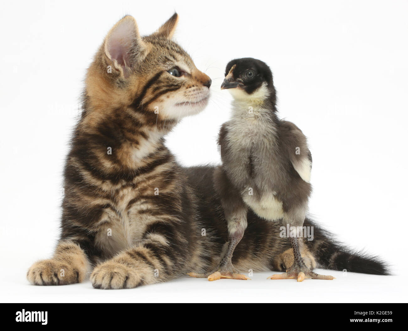 Chick And Kitten High Resolution Stock Photography and Images - Alamy